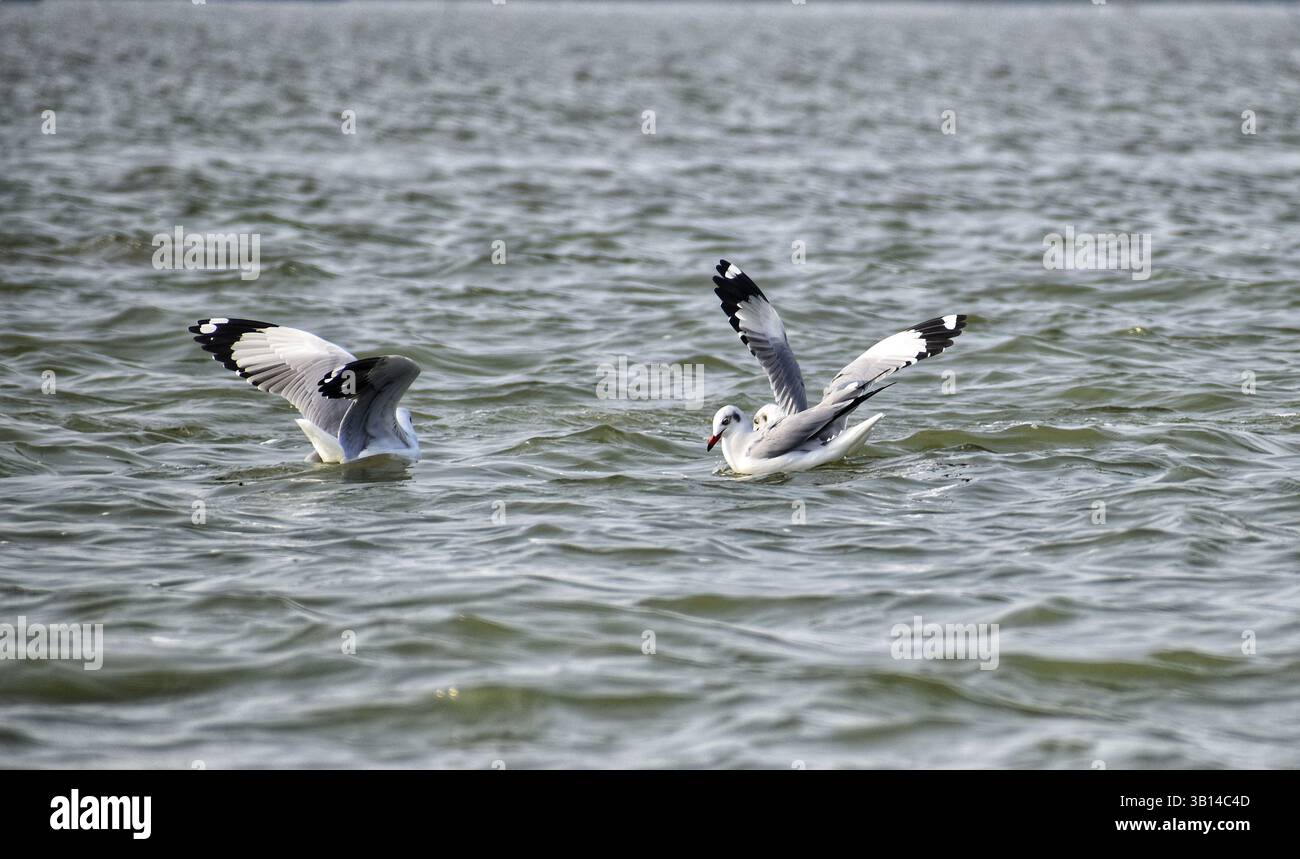 Flock of Seagulls birds fling over water of Chilika lake, puri orissa ...