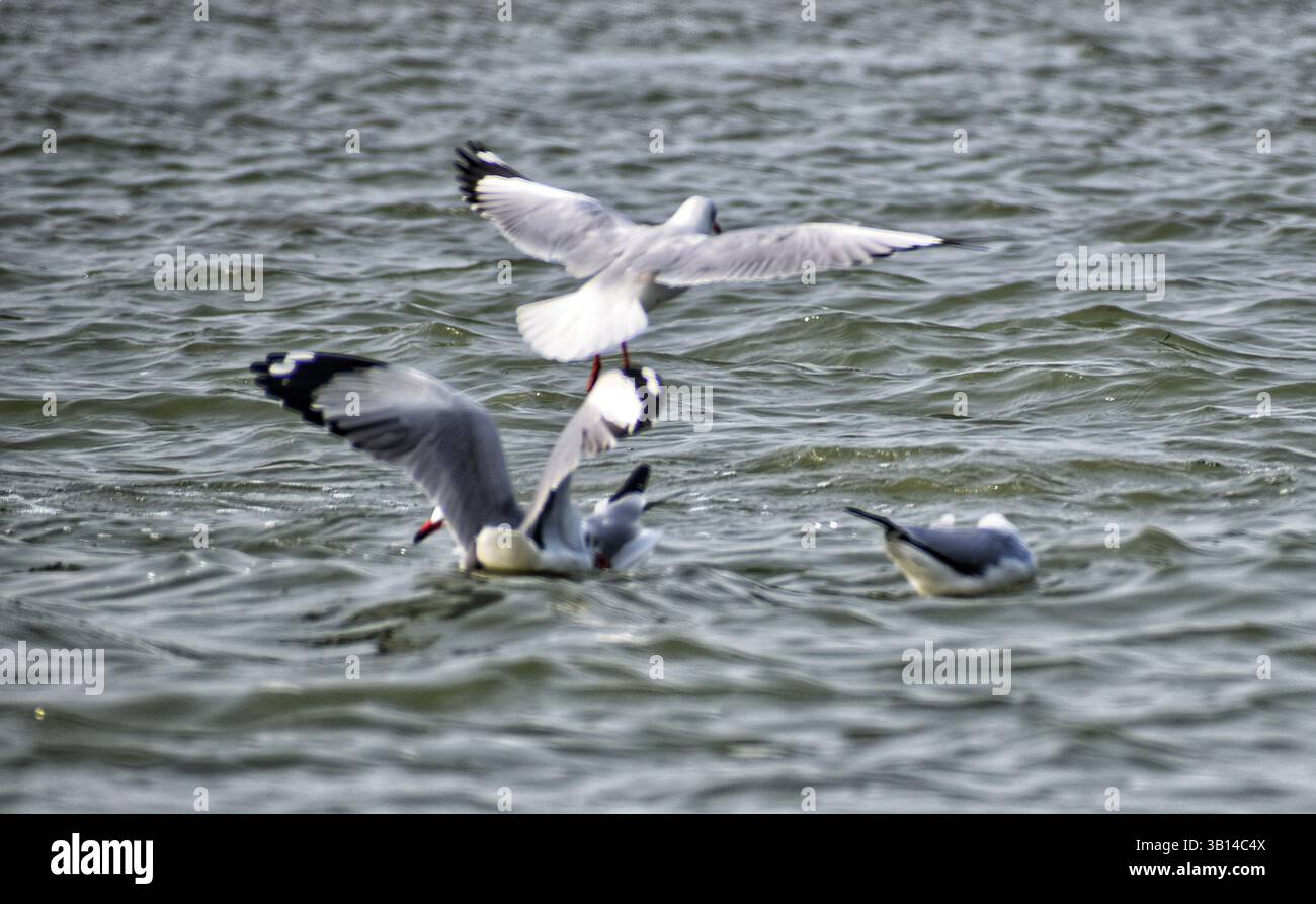 Flock of Seagulls birds fling over water of Chilika lake, puri orissa ...