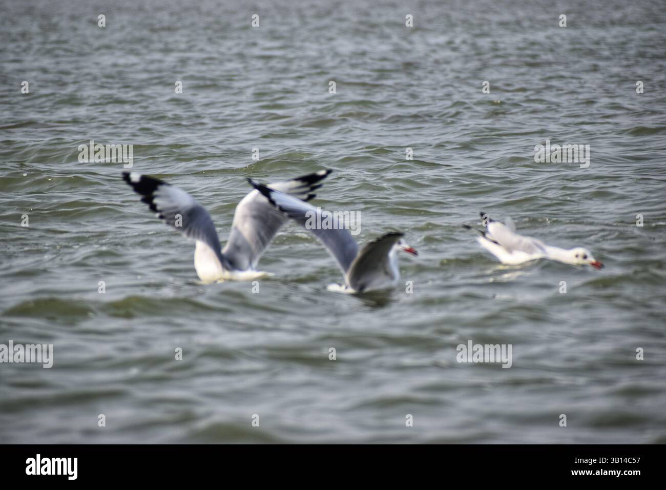 Flock of Seagulls birds fling over water of Chilika lake, puri orissa ...