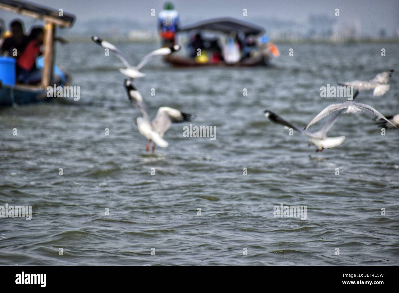 Flock of Seagulls birds fling over water of Chilika lake, puri orissa ...