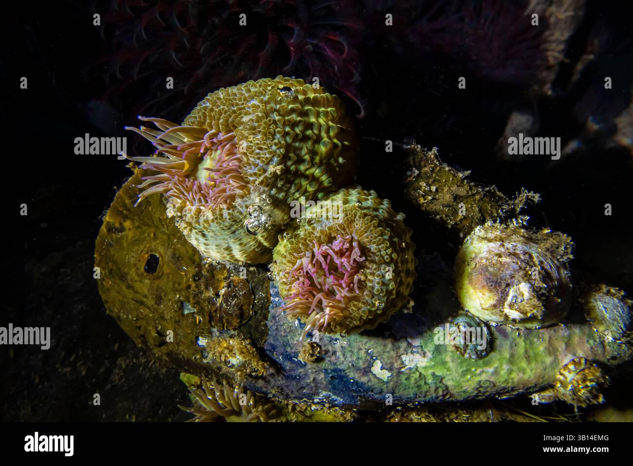 Aggregating Anemones, Anthopleura elegantissima, atop Mussel shell ...