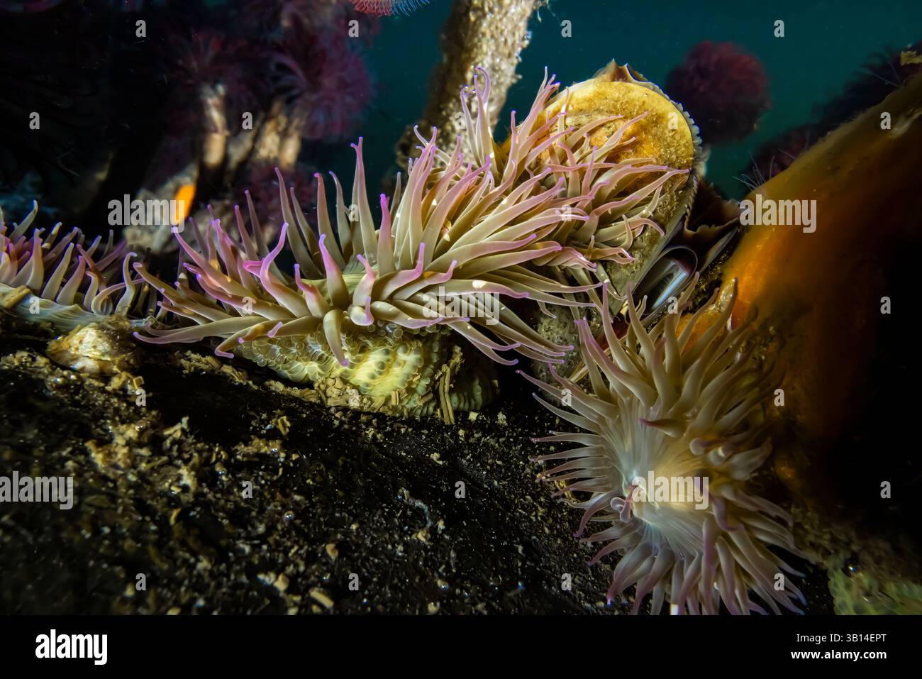 Aggregating Anemone, Anthopleura elegantissima, Port Orchard Marina ...
