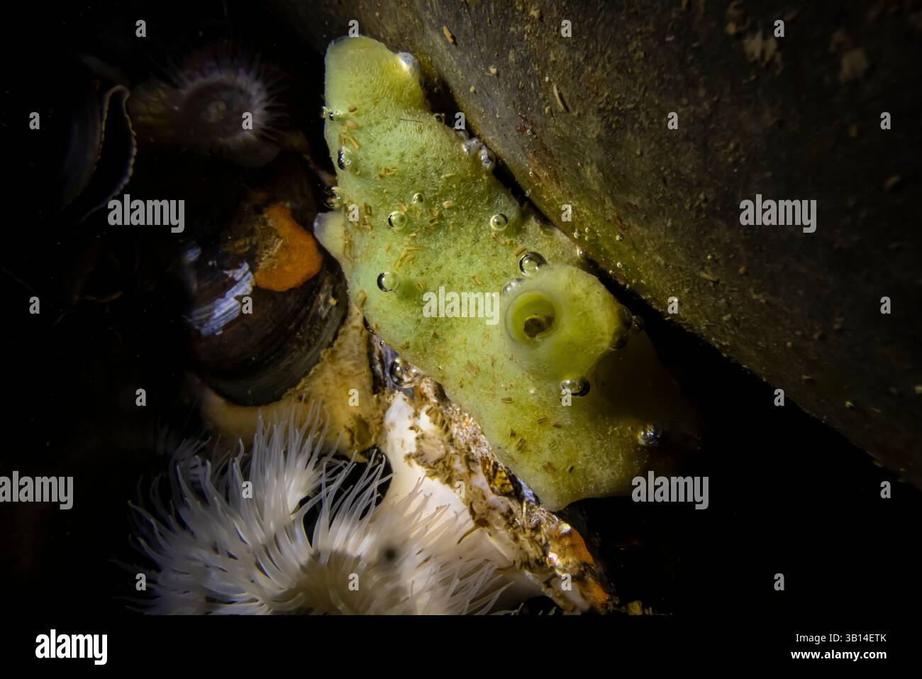 Sponge, Halichondria spp., Port Orchard Marina, Washington State, USA ...