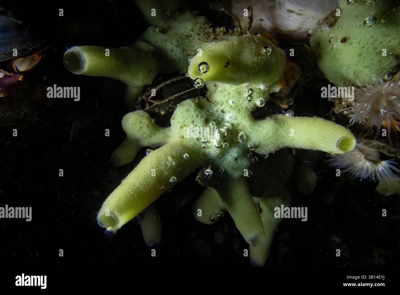 Sponge, Halichondria spp., Port Orchard Marina, Washington State, USA ...