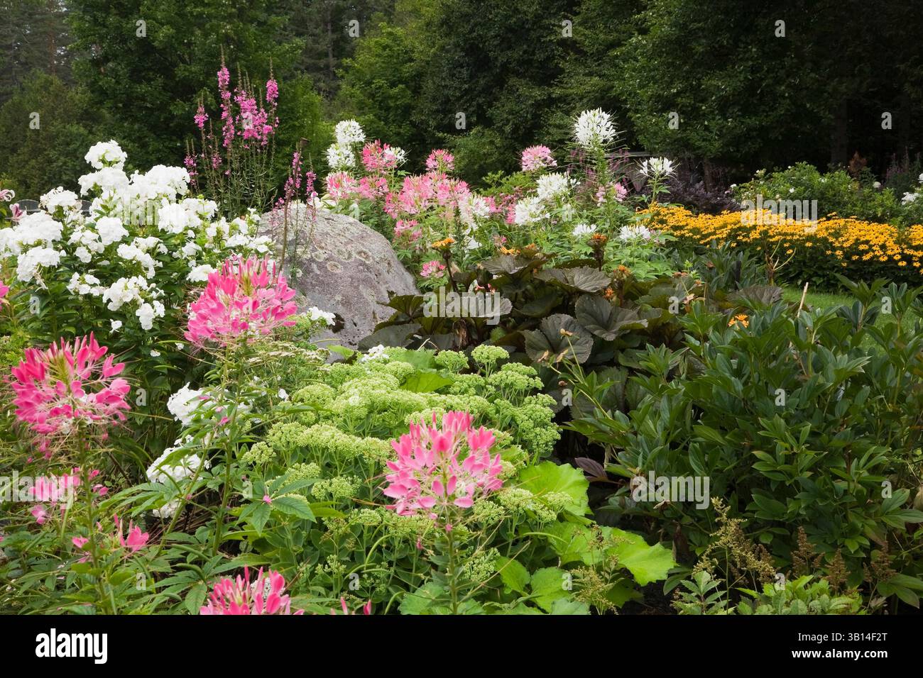 Border with Cleome 'Pink Queen' - Spider flowers, Sedum - Stonecrops ...