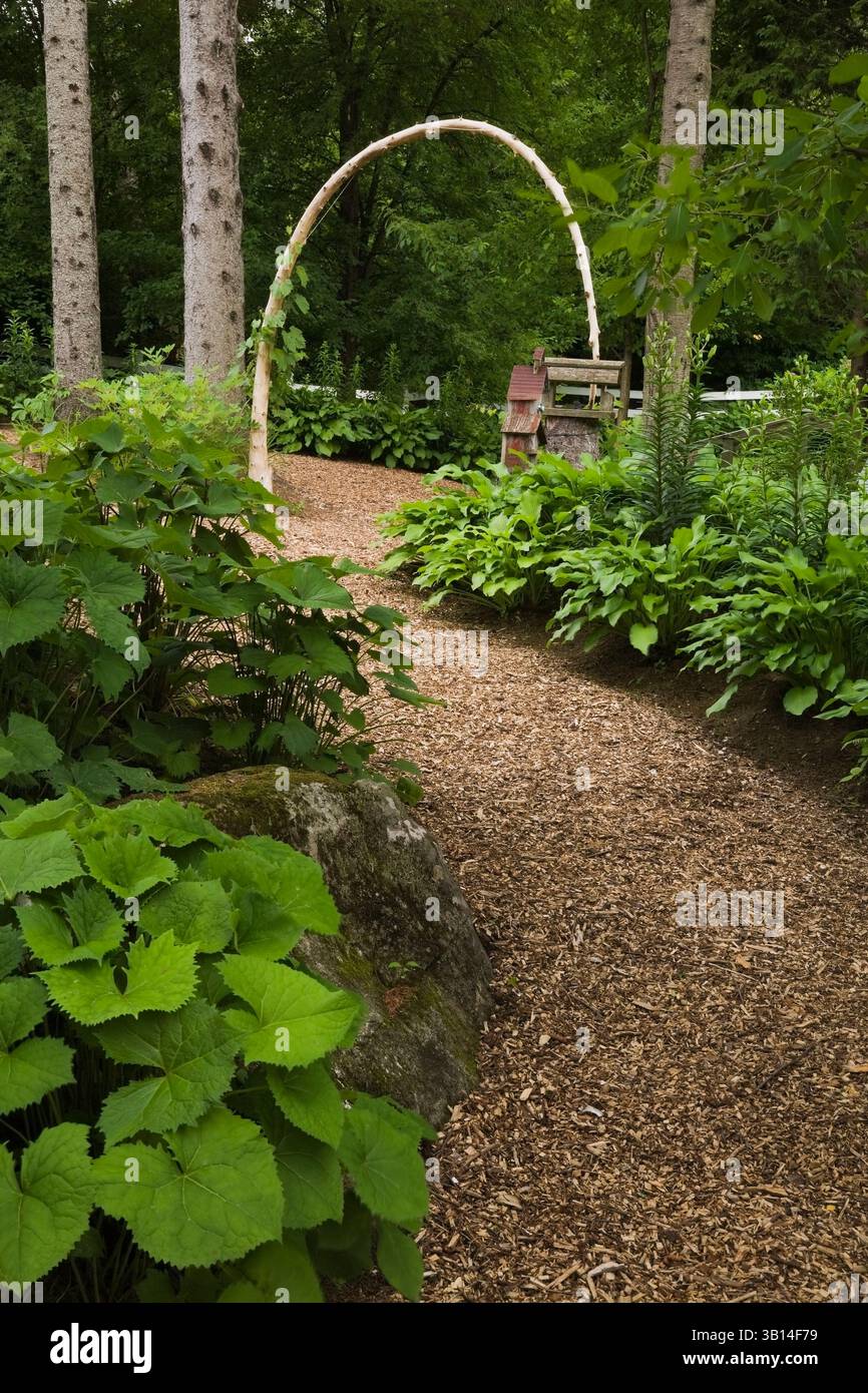 Cedar mulch path bordered by Petasites japonicus and Hosta plants ...