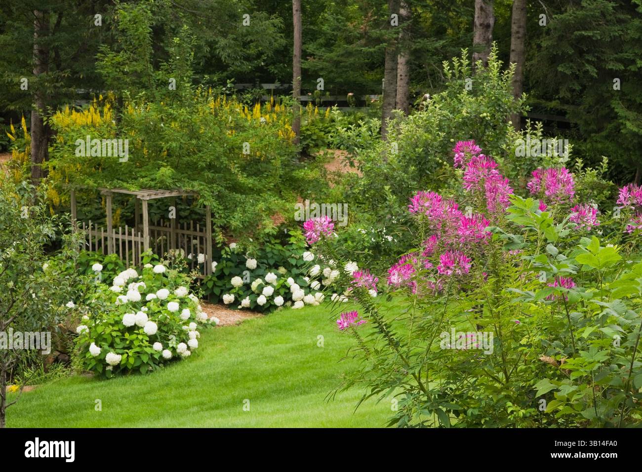 Fuchsia Cleome - Spider flowers plus white Hydrangea arborescens ...