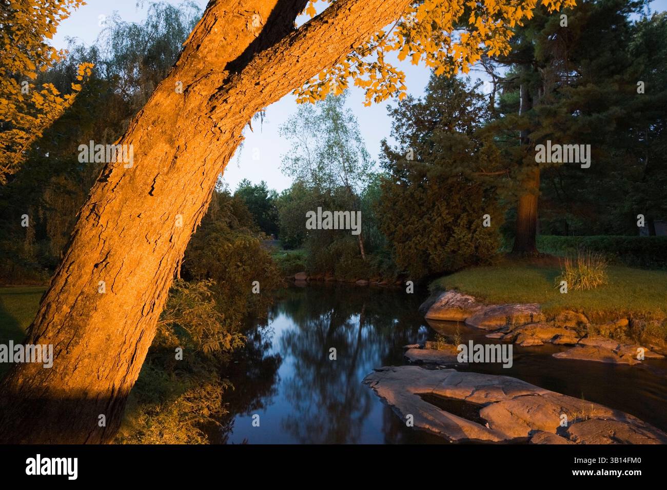 Large illuminated Acer - Maple maple tree trunk next to small river in ...