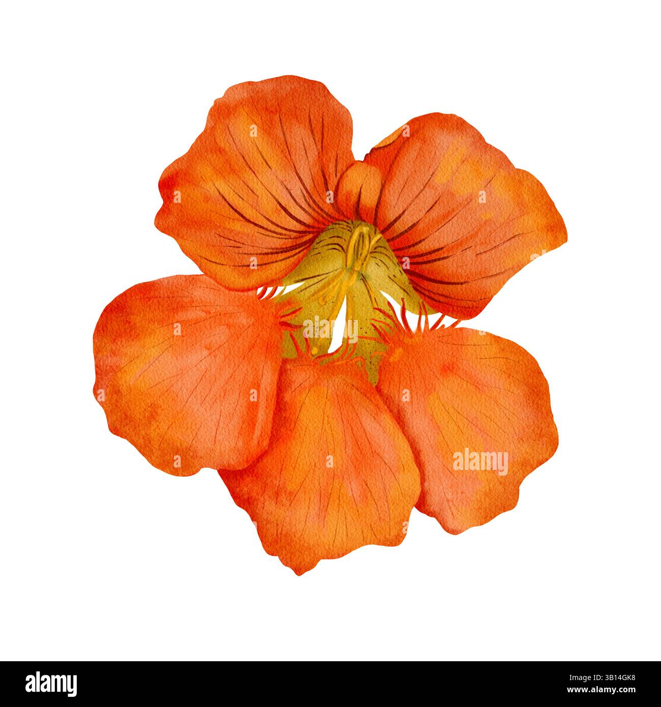 A detailed closeup image of an eyecatching orange flower that ...