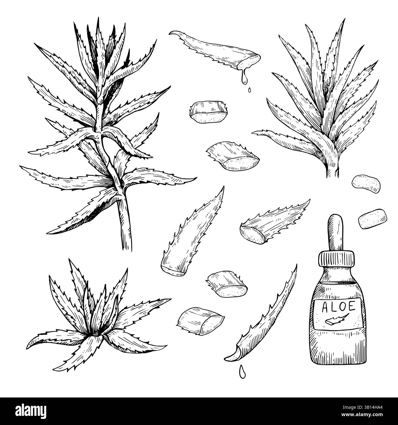 Aloe Vera drawing. Set of hand-drawn black and white vector ...
