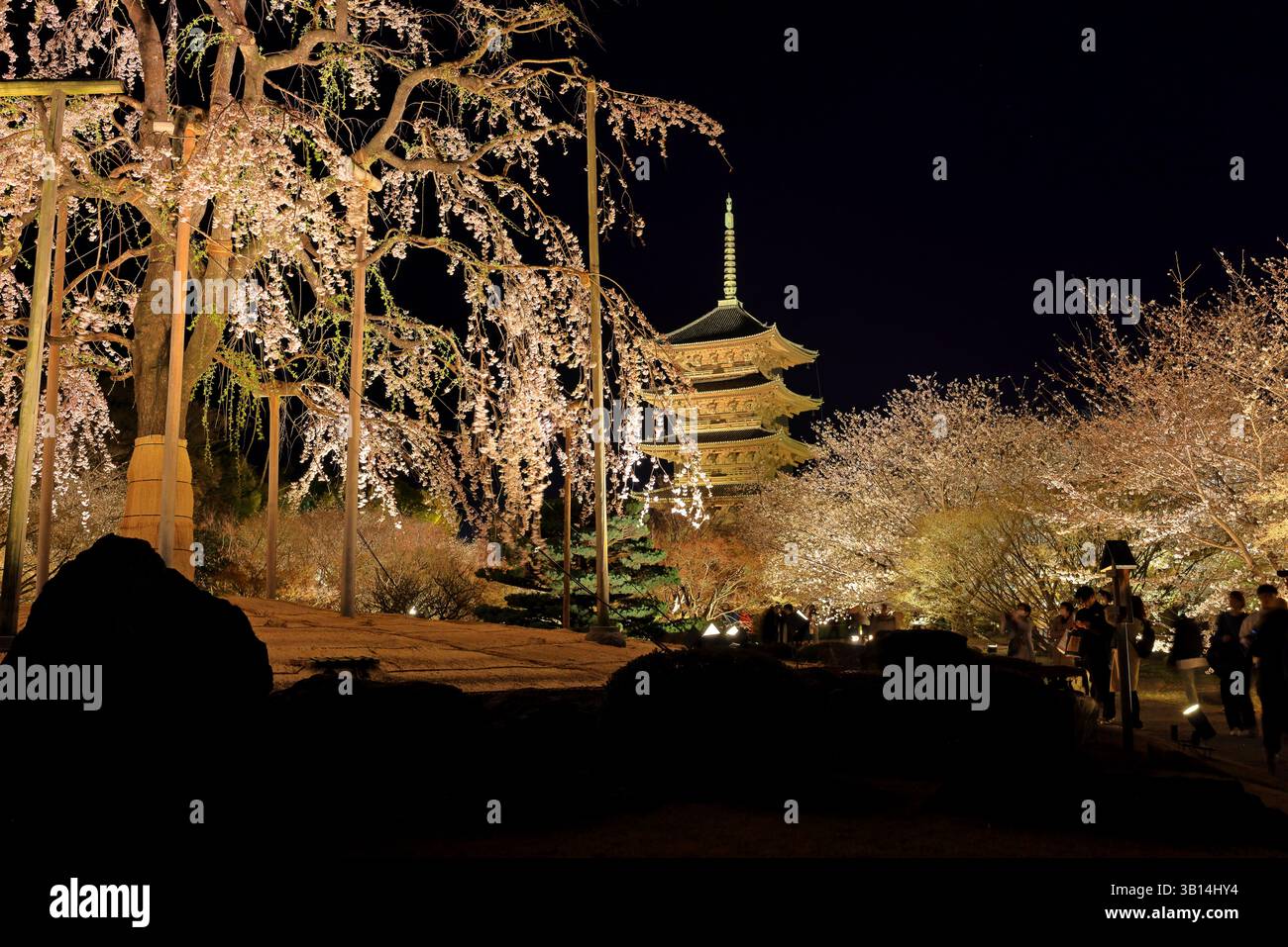 Toji Temple with cherry blossoms, a Historic Buddhist temple with a 5 ...