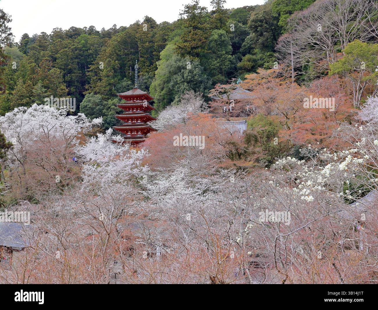 Hasedera Temple with cherry blossoms, a Buddhist temple for the Buzan ...