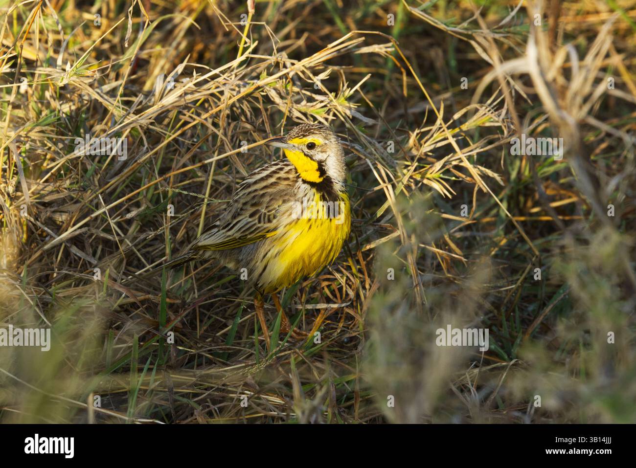 A Yellow-throated Longclaw (Macronyx croceus) in undergrowth in the ...