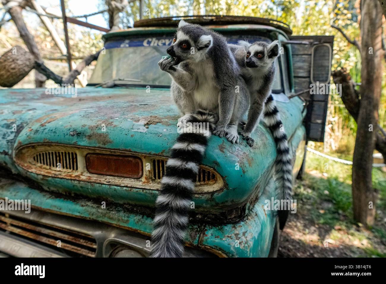 Ring-tailed lemurs eat Easter eggs at the Buinzoo in Santiago, Chile ...