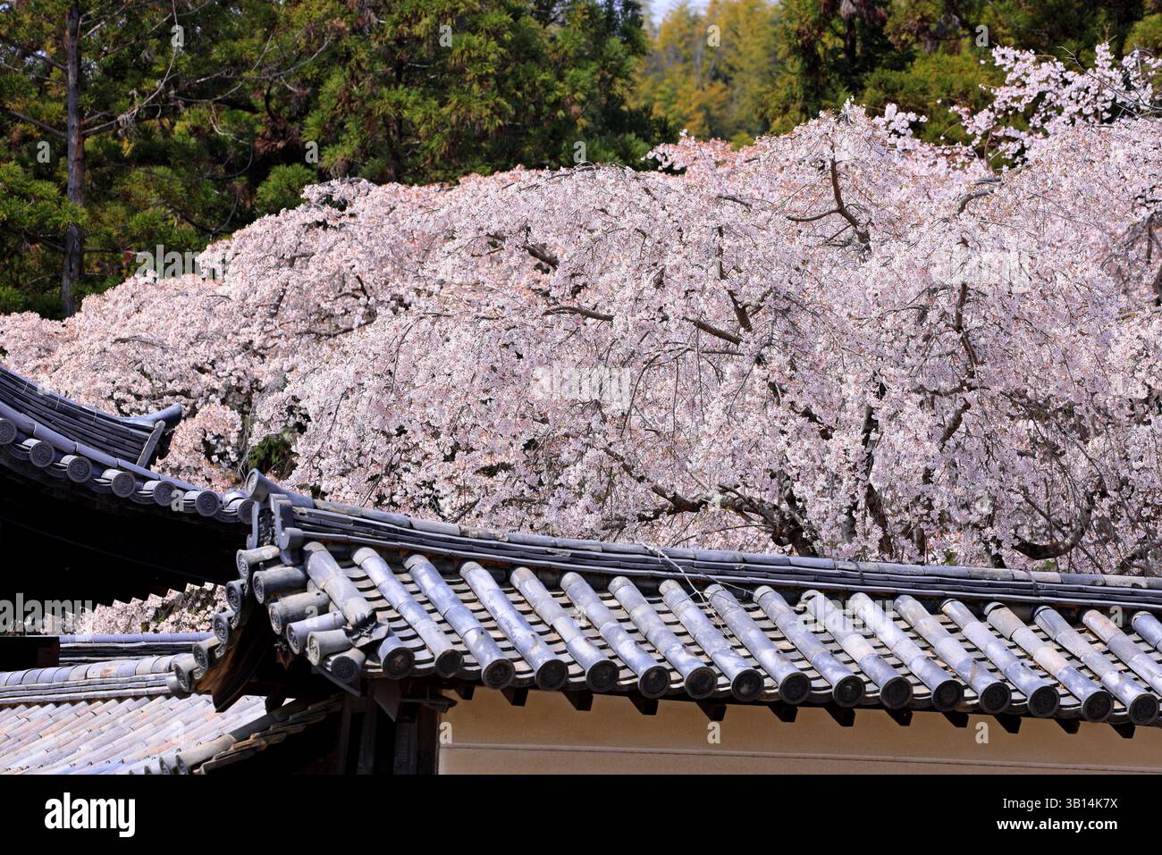 Daigo-ji Temple with cherry blossoms, a Buddhist temple with 5-story ...