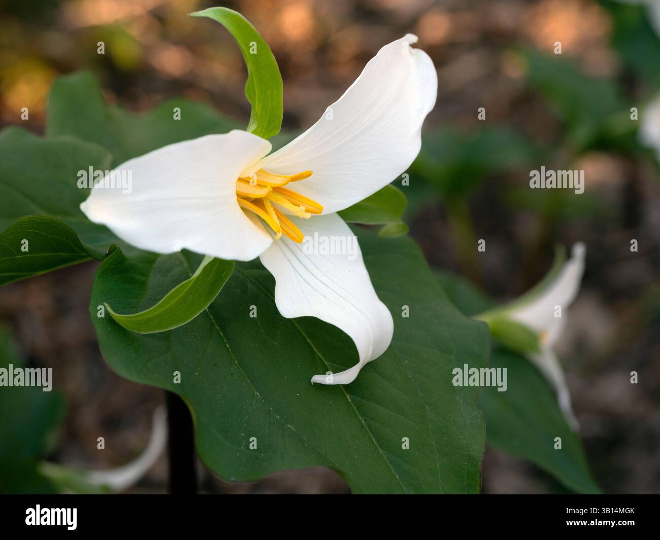 WA26565-00....WASHINGTON - Trillium flower (Trillium cernuum) on Dog ...