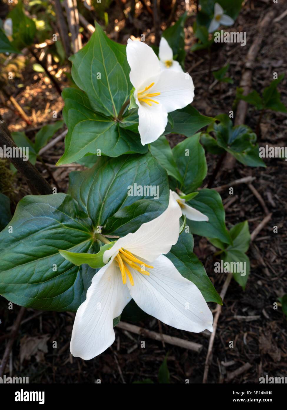 WA26567-00....WASHINGTON - Trillium flower (Trillium cernuum) on Dog ...