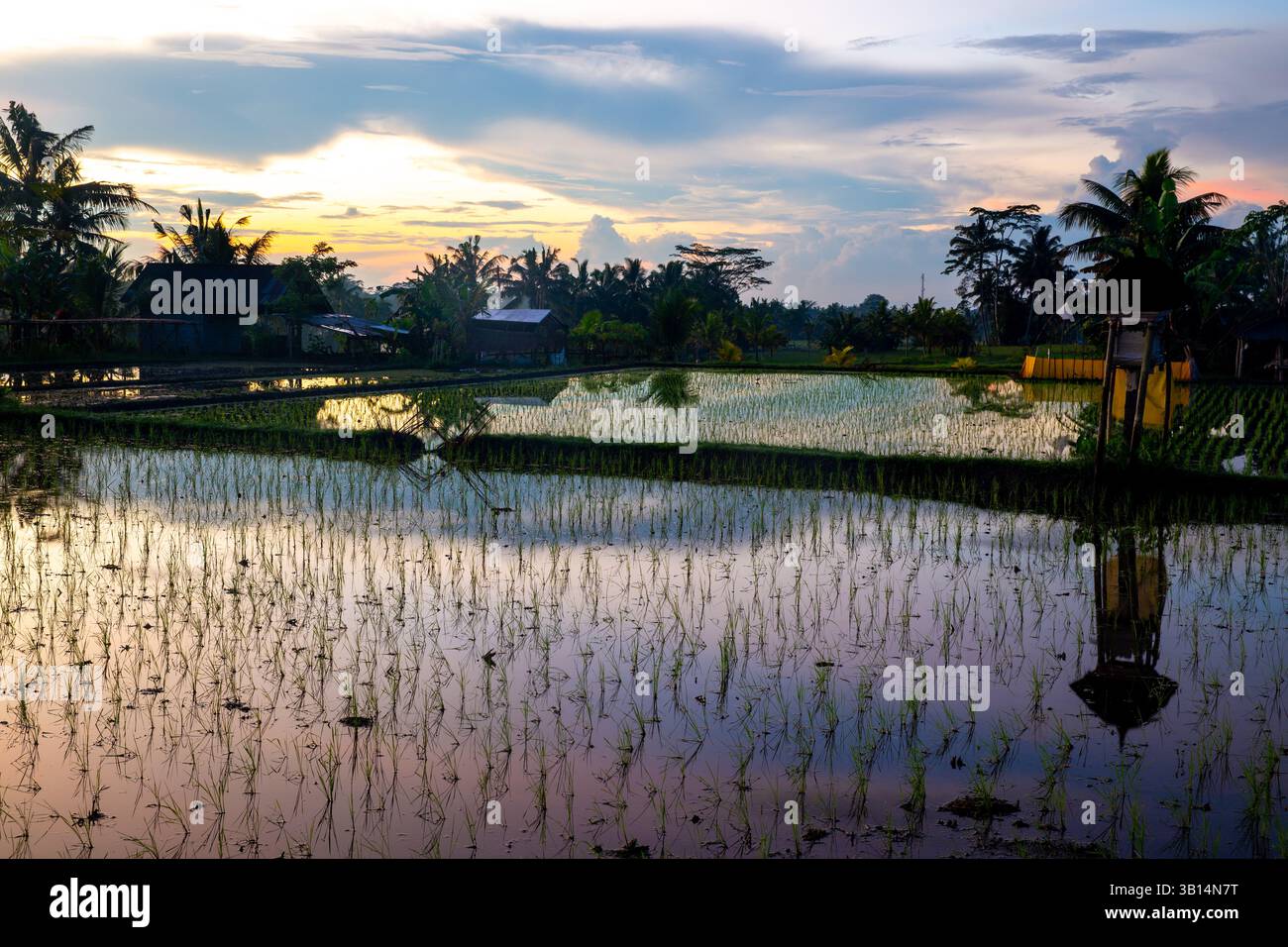 Balinese Rice Fields taken in the morning Stock Photo - Alamy