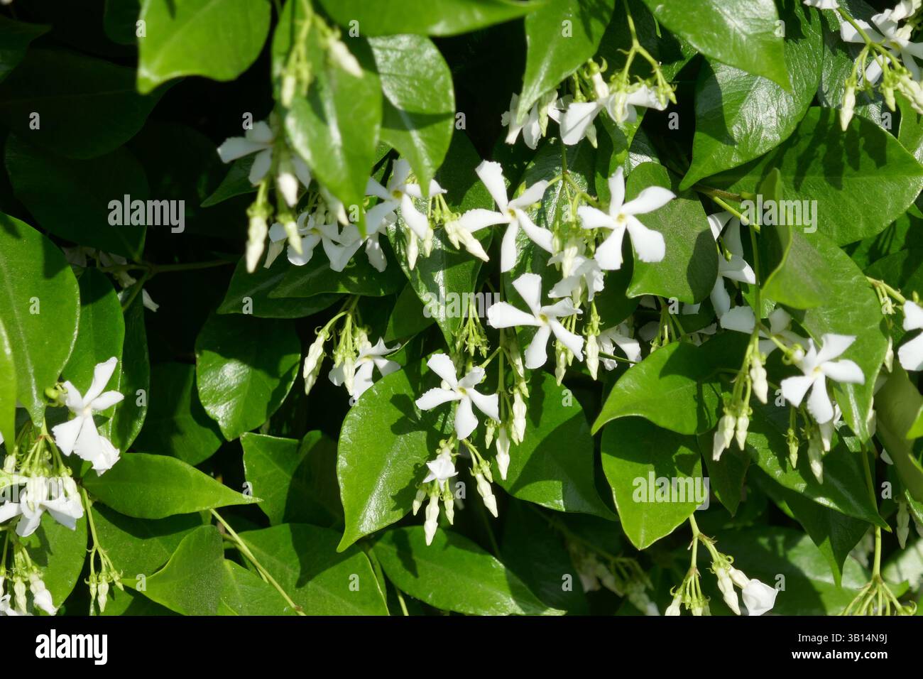 Los Angeles, California, USA 24th April 2025 Star Jasmine Flowers ...