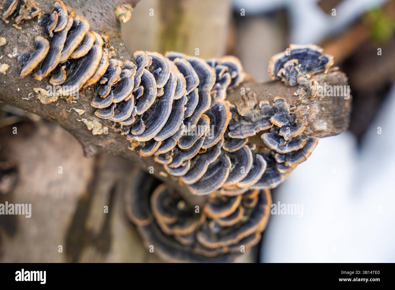 Cluster of Turkey Tail mushrooms growing on a decaying log. Concept of ...