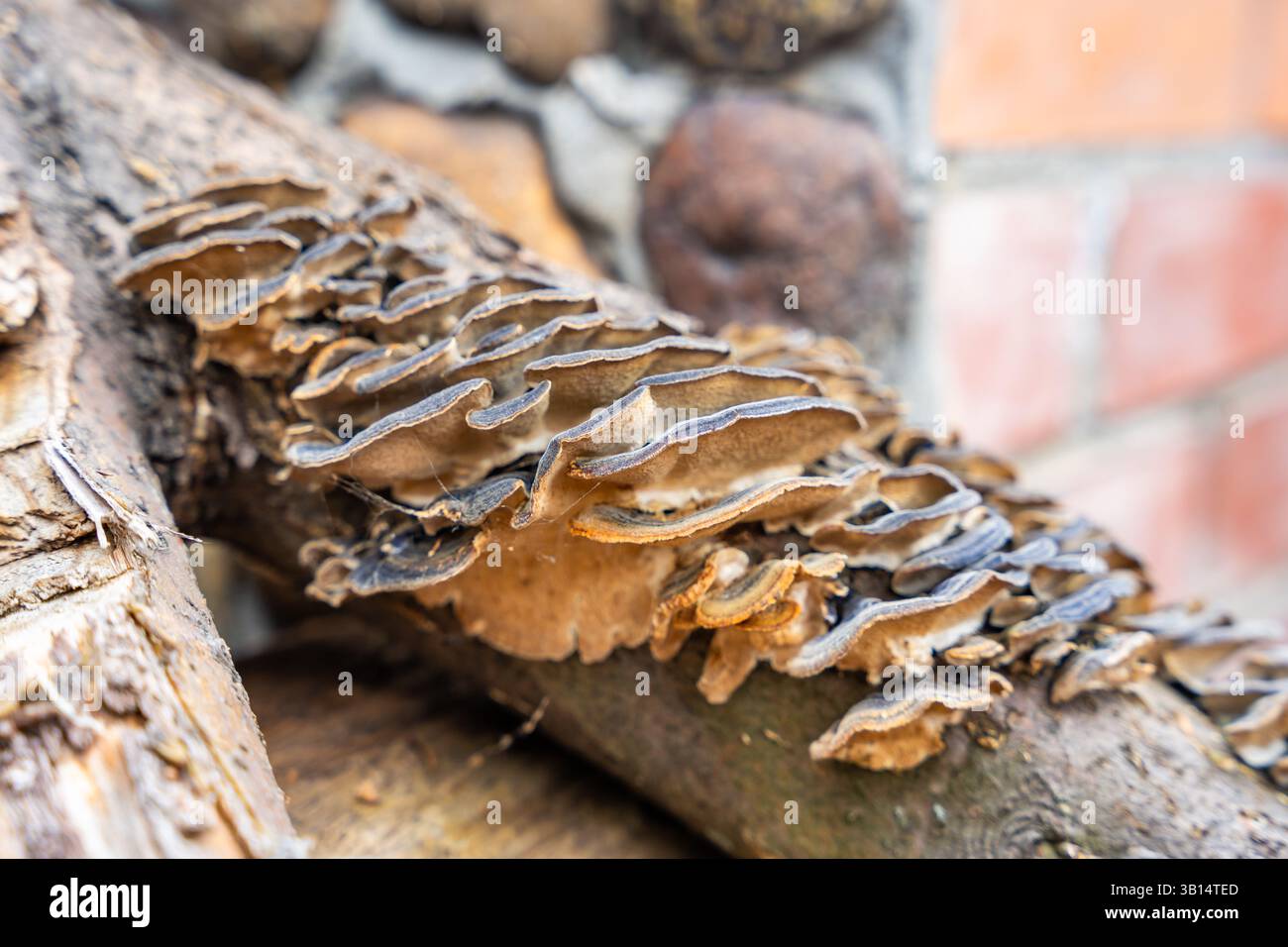 Cluster of Turkey Tail mushrooms growing on a decaying log. Concept of ...