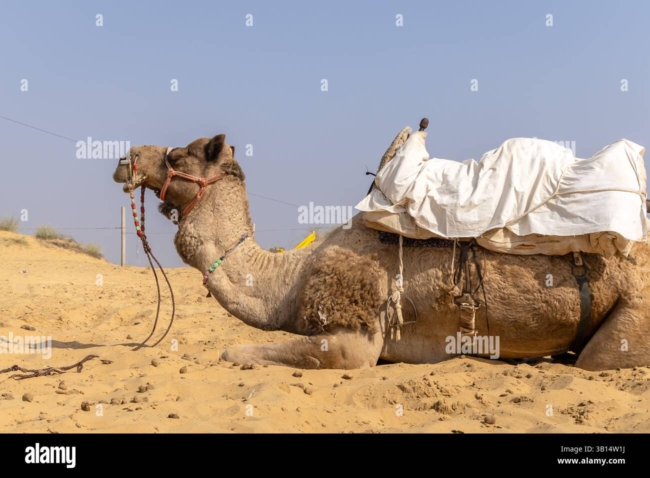 pet camel with traditional sitting cart at desert at day from different ...