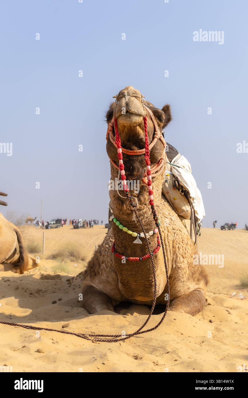 pet camel with traditional sitting cart at desert at day from different ...