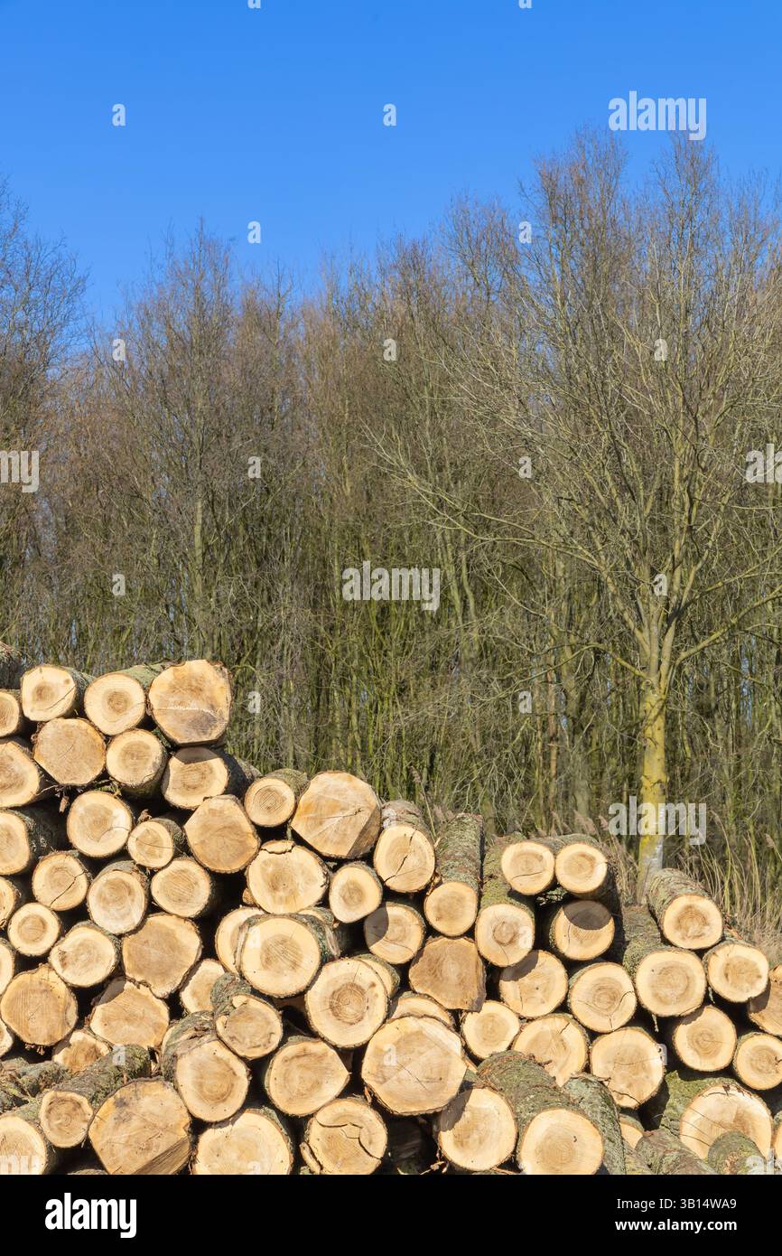 A lot of tree logs are stacked vertical on top of each other by cutting ...