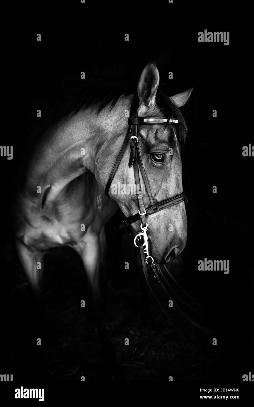 Portrait of st thomas Black and White Stock Photos & Images - Alamy