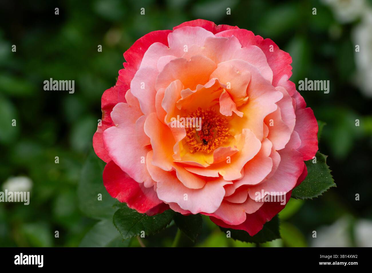 Hybrid tea rose 'Granada' in full bloom, red-edged petals blending to ...