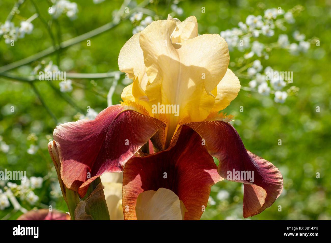Iris germanica ‘Supreme Sultan’ flowering in a summer border, striking ...