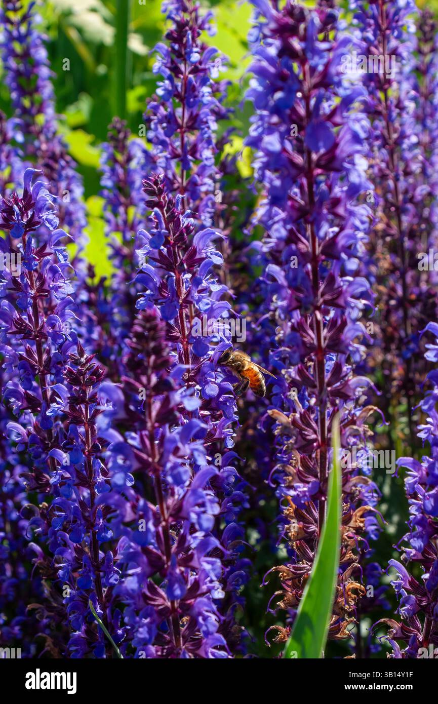 Salvia nemorosa lyrical blues hi-res stock photography and images - Alamy