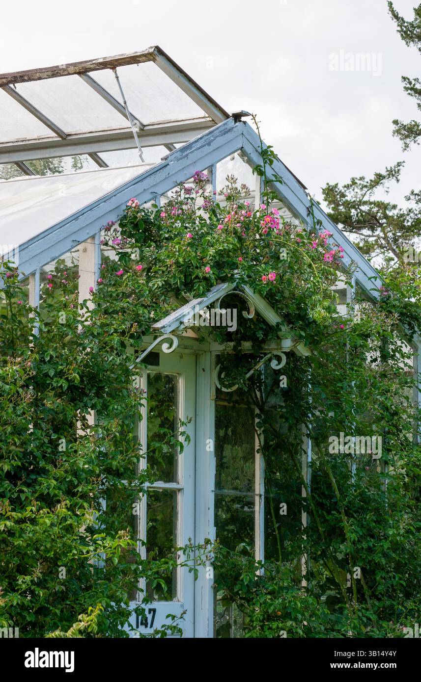 Historic greenhouse with climbing roses at the Stevens-Coolidge House ...
