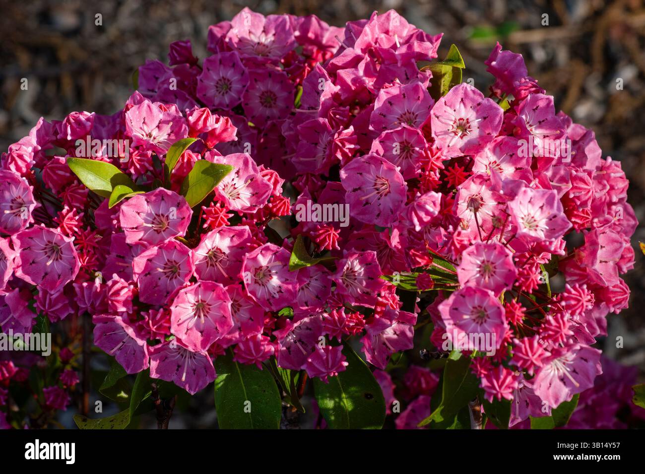 Kalmia latifolia ‘Clementine Churchill’ mountain laurel with deep pink ...