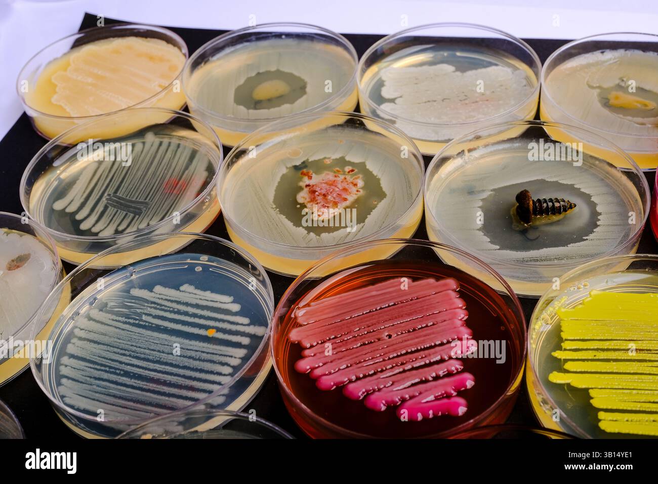 Multiple Bacterial Cultures Displaying Diverse Stock Photo - Alamy