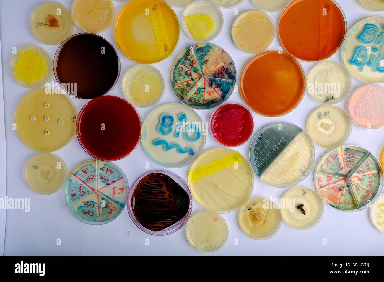 Colorful agar plates with bio inscription center Stock Photo - Alamy