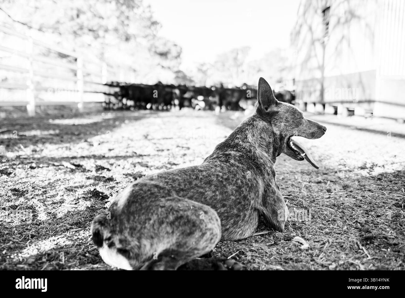 blue heeler dog Stock Photo - Alamy