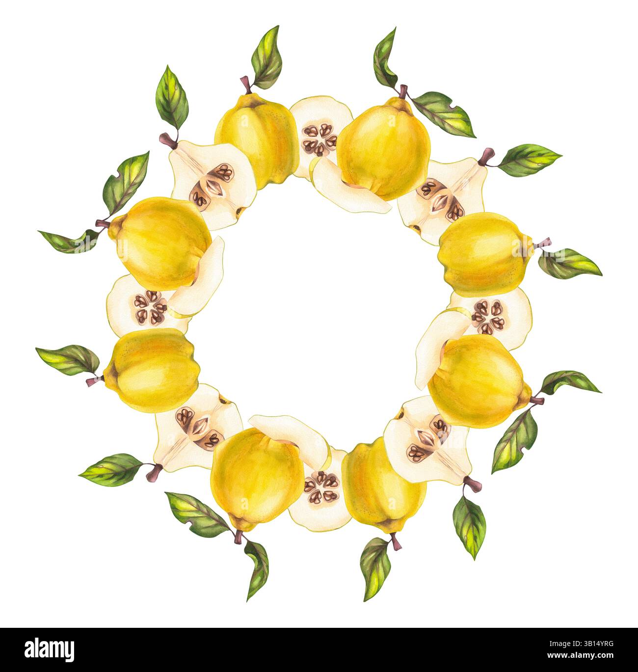 Quince fruit painted with watercolor illustration isolated on white ...