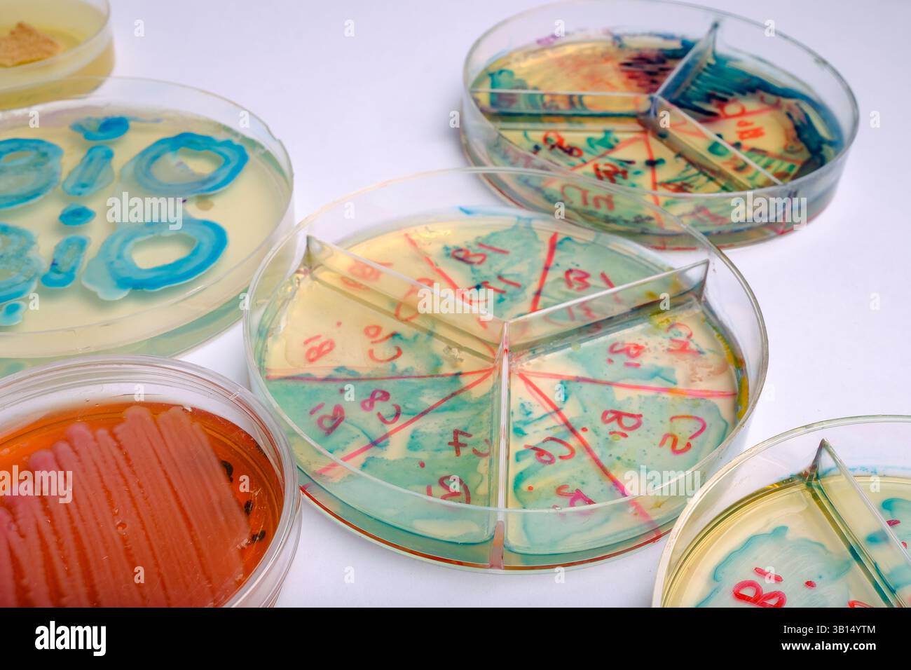 Colorful agar plates with bio inscription center Stock Photo - Alamy