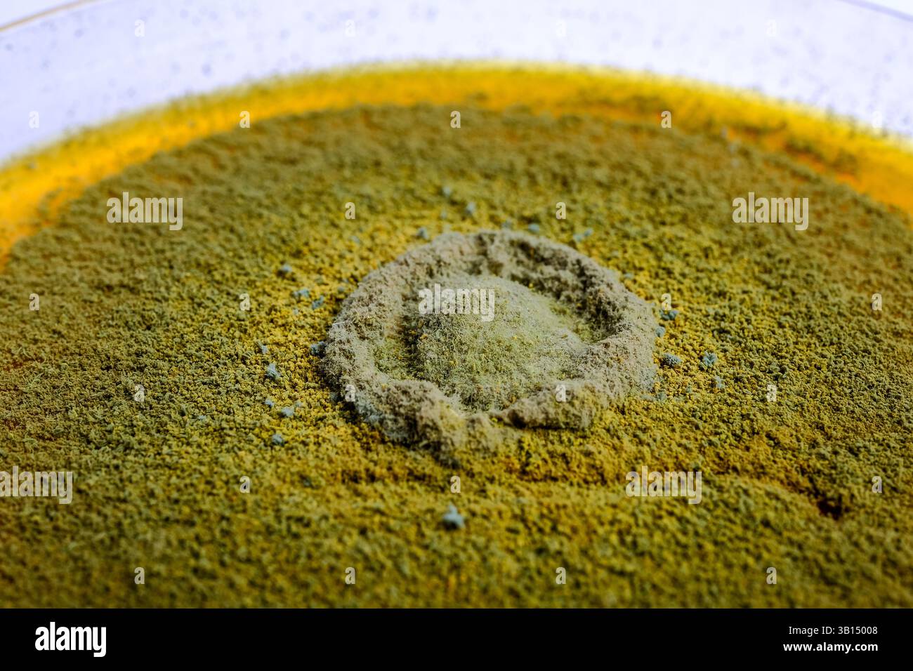 Fungal colony spreading across nutrient agar in petri dish Stock Photo ...