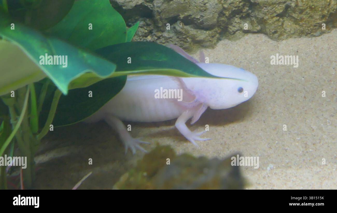 Los Angeles, California, USA 22nd April 2025 Axolotl at LA Zoo on Earth ...