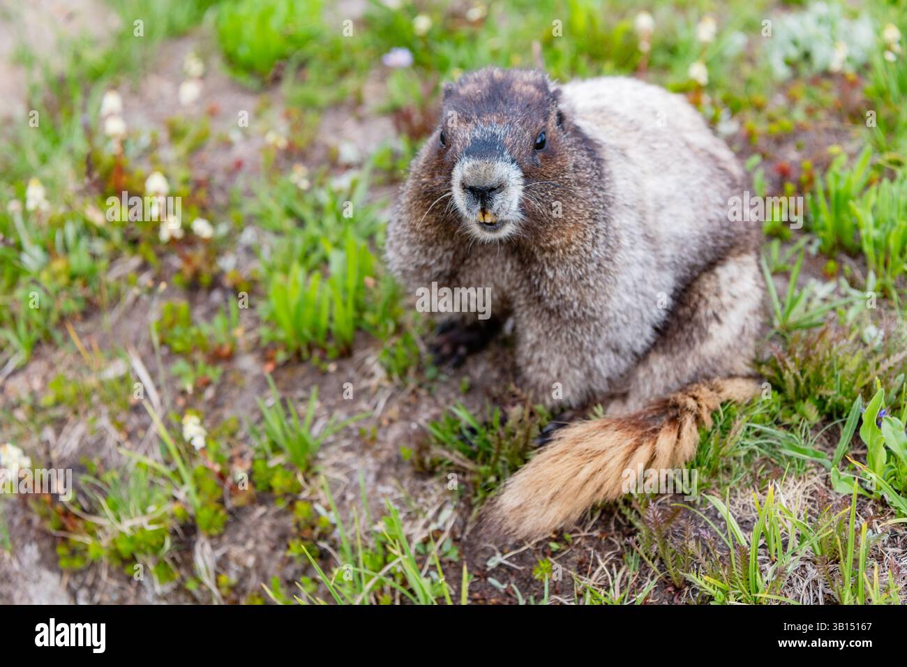 South American capybara. Wild animal in nature. Groundhog at zoo ...