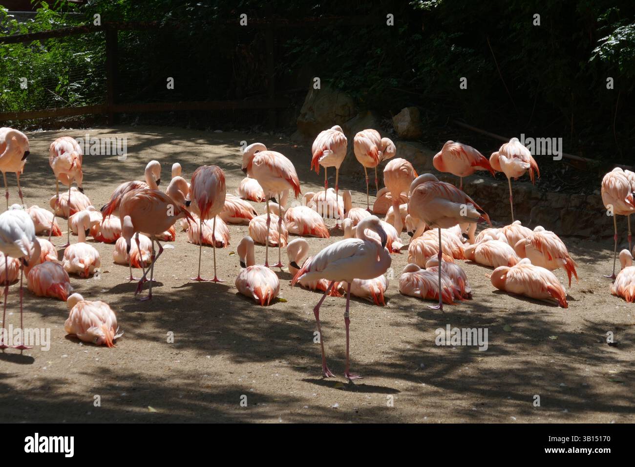 Los Angeles, California, USA 22nd April 2025 Flamingos at LA Zoo on ...
