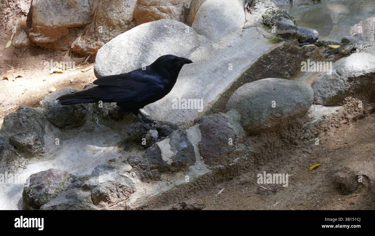 Los Angeles, California, USA 22nd April 2025 Raven/Crow at LA Zoo on ...