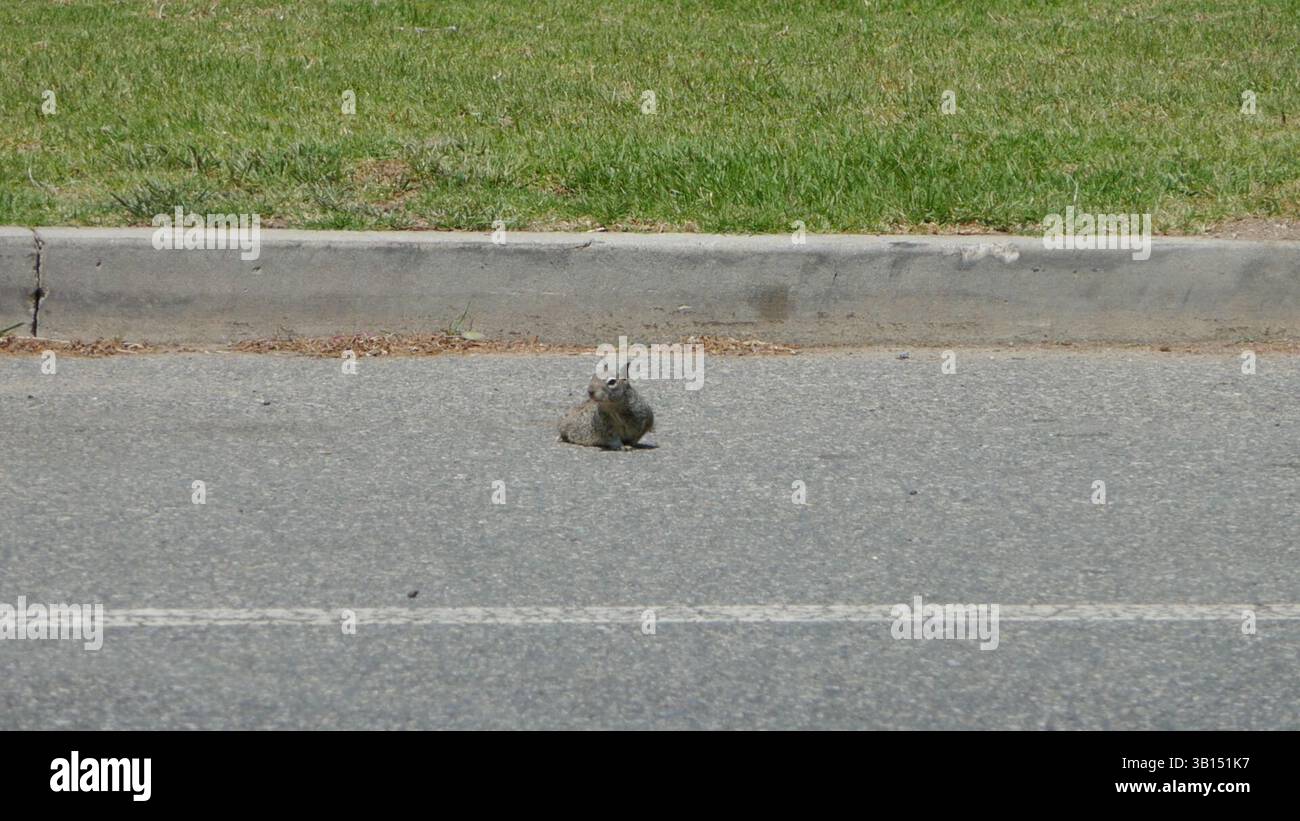 Los Angeles, California, USA 22nd April 2025 Squirrel on Earth Day in ...