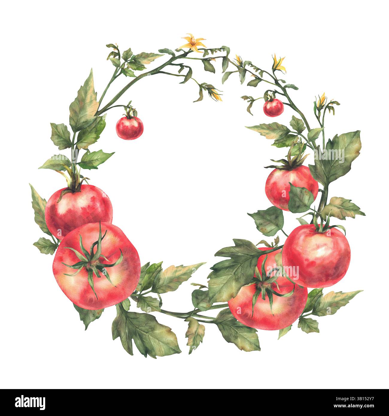 Tomato plant with red fruit, green leaves and yellow flowers wreath ...