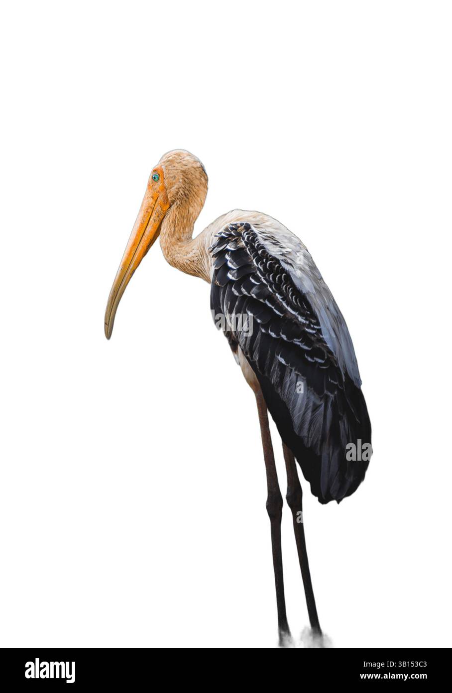 Showcasing feathers Cut Out Stock Images & Pictures - Alamy