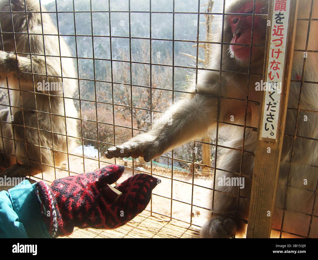 At the Iwatayama Monkey Park in Arashiyama, by Kyoto in Japan. Tourists ...