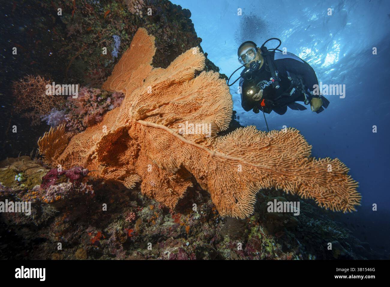 Underwater photo of diver scuba diving looking at large fan coral ...