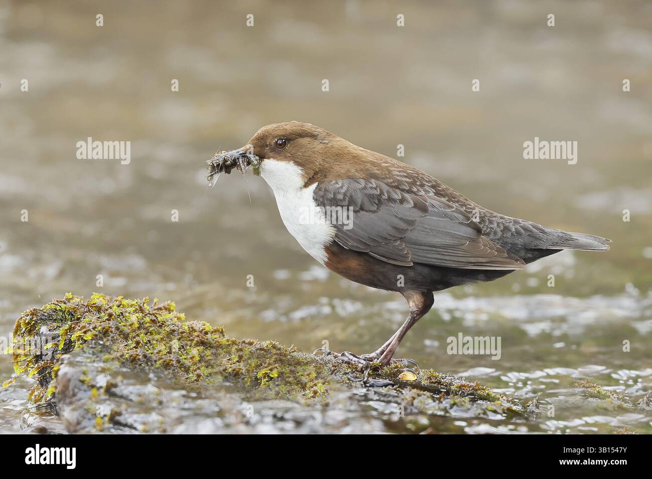 White-throated Dipper (Cinclus cinclus) on a mossy stone on the bank of ...
